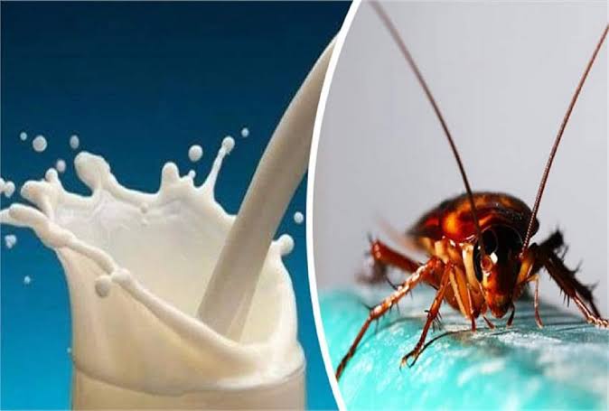 Cockroach milk: गाय भैंस के दूध से ज्यादा महंगा होता है कॉकरोच का दूध ...